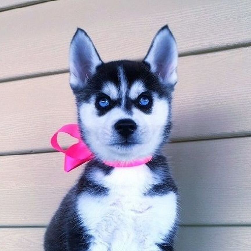 Сибирские хаски красивые щенки