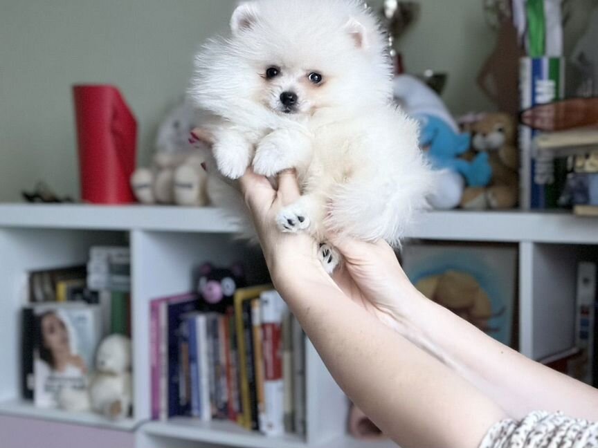 Шпиц мини мишка