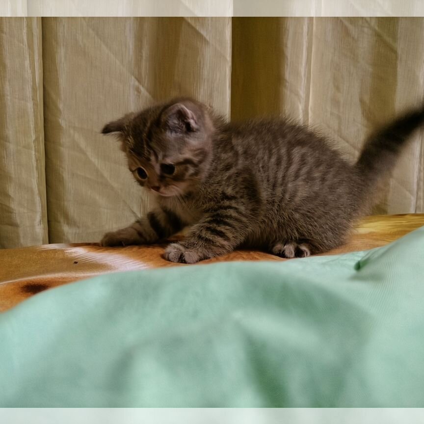 Шотландский вислоухий короткошёрстный котёнок