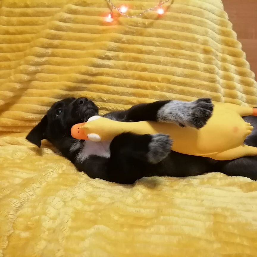 Билли ищет дом