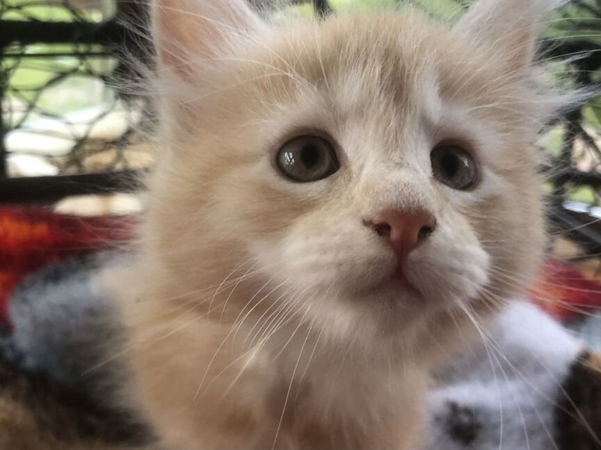 Котята мейнкун