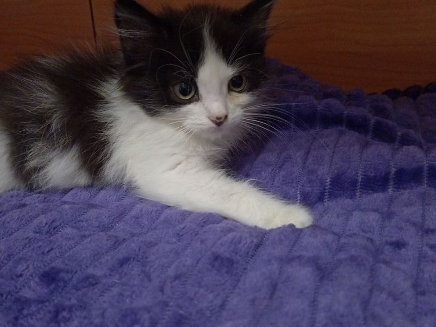 Есений ищет дом