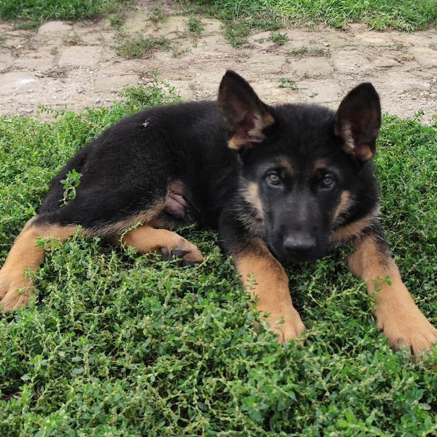 Черная немецкая овчарка