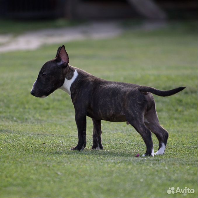 Миниатюрный бультерьер бесплатно