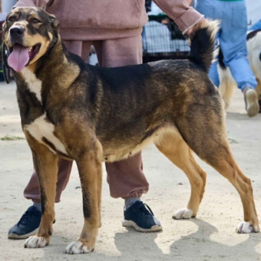 Среднеазиатская овчарка, взрослая собака