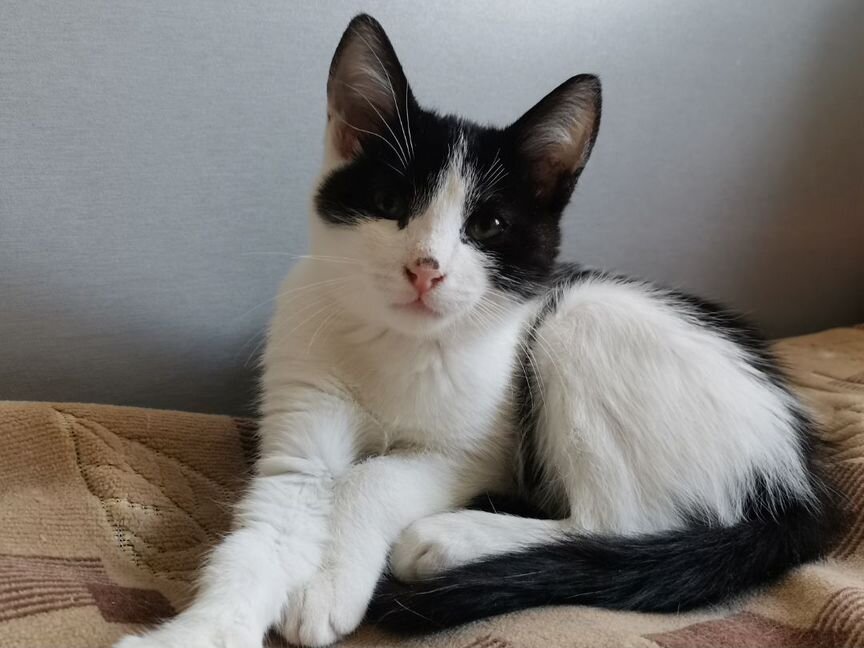 Котёнок