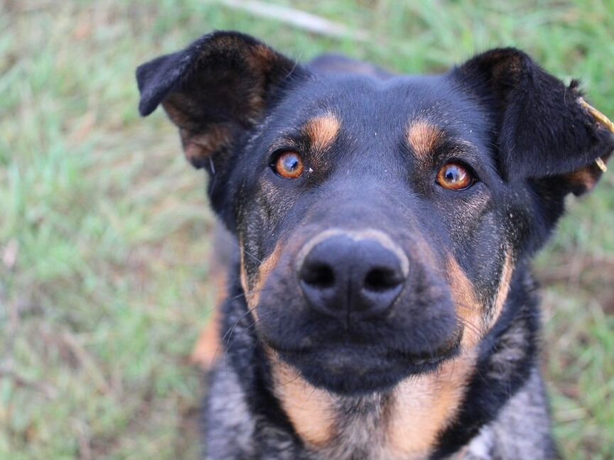 Лесная фея ищет Дом