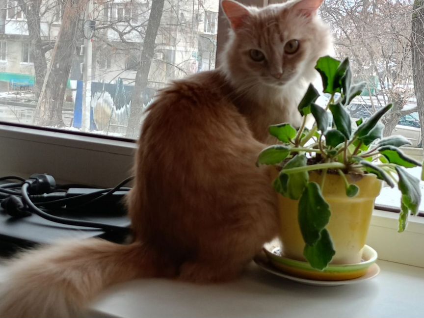 Кошечка Фиона ищет дом