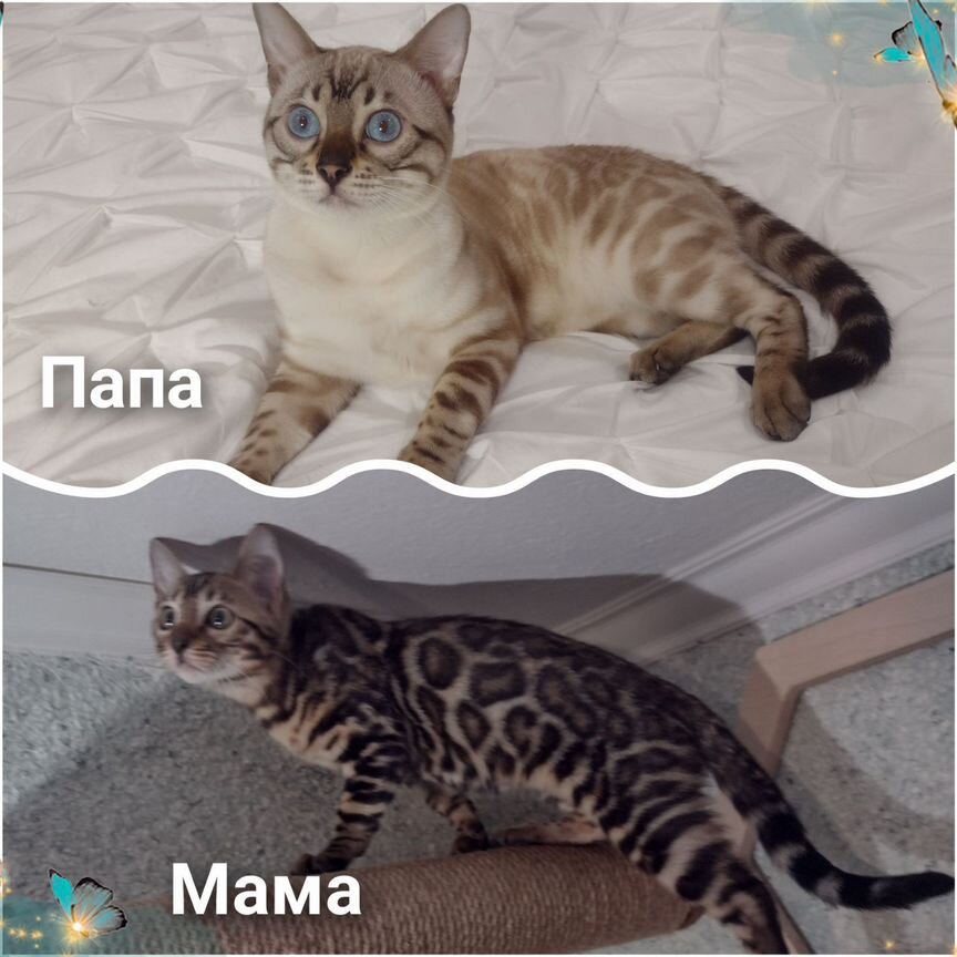 Бенгальские котята