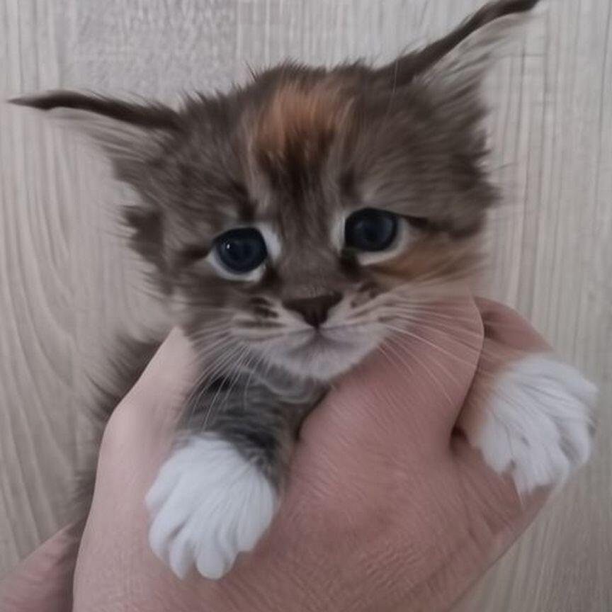 Мейн-кун котёнок