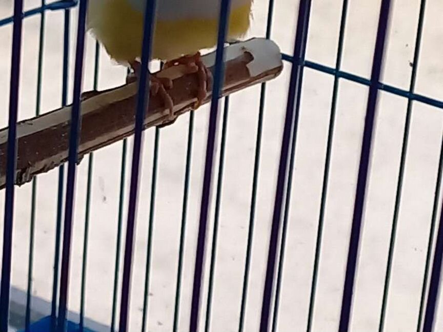 Амадины гульда