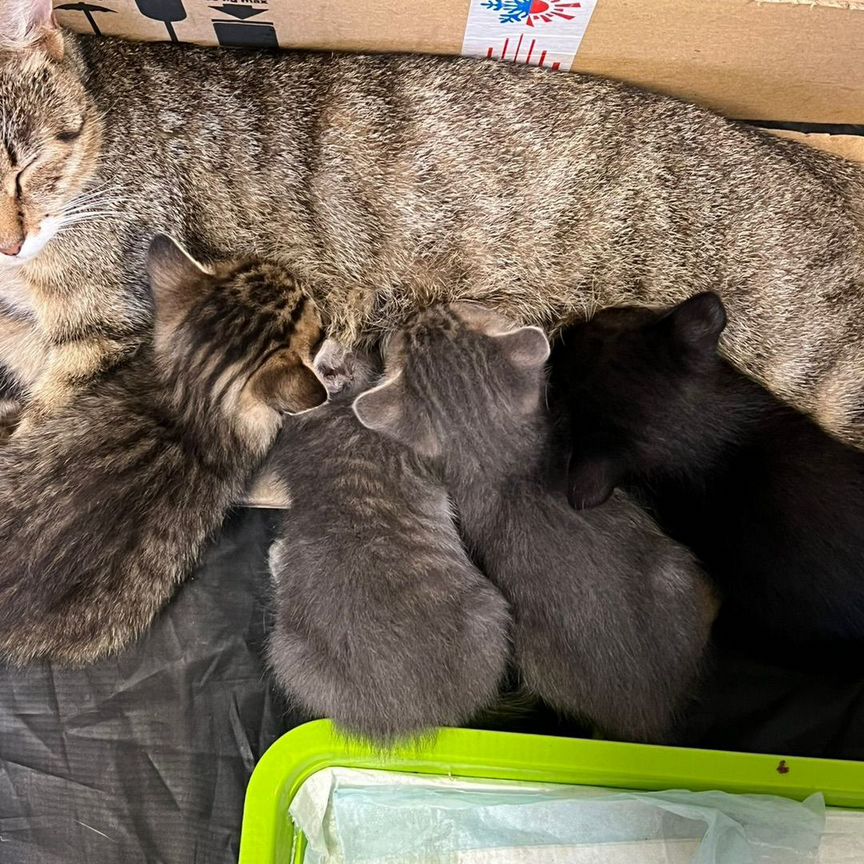 Котята в добрые руки