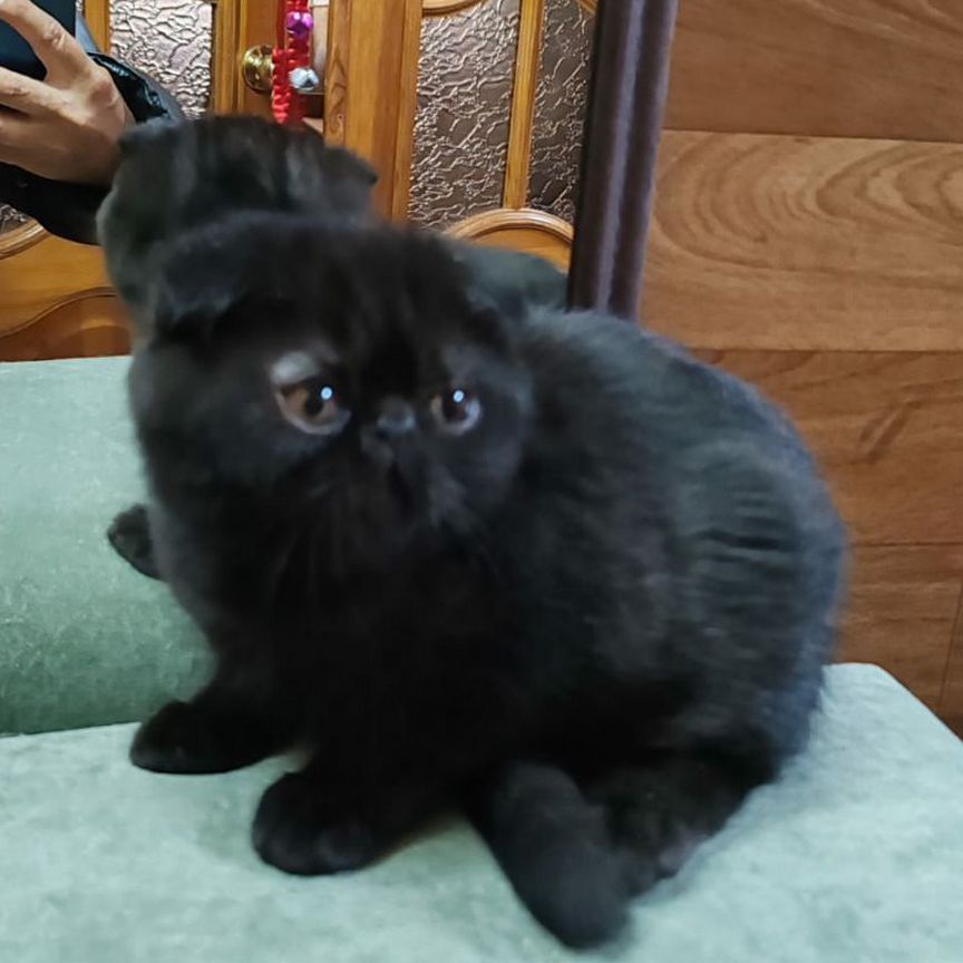 Шотландский котик