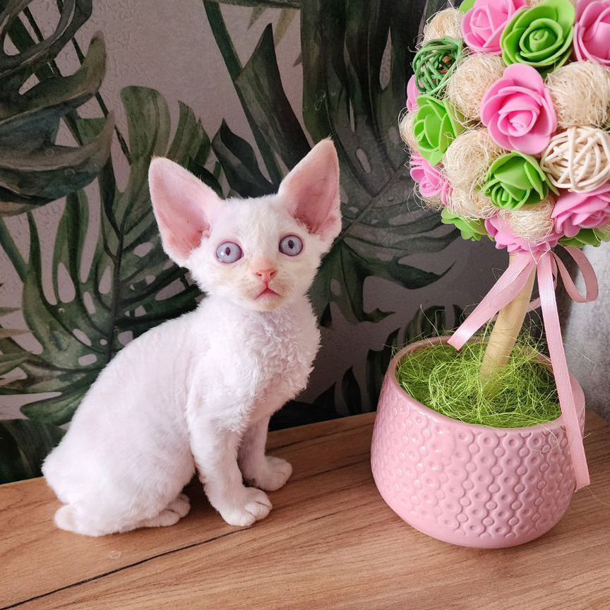 Мальчики красавчики