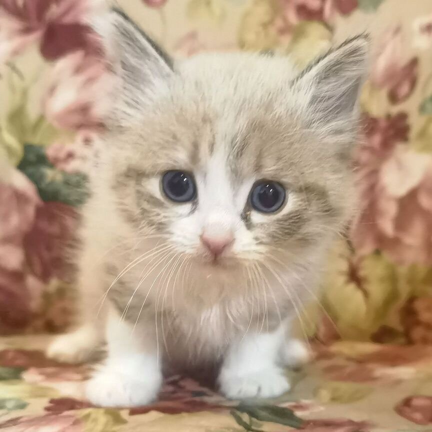 Невский маскарадный котёнок