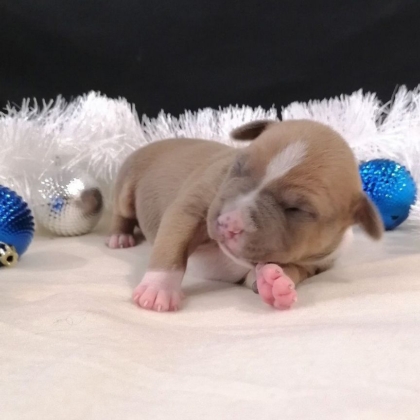 Американский стаффордширский терьер, щенок