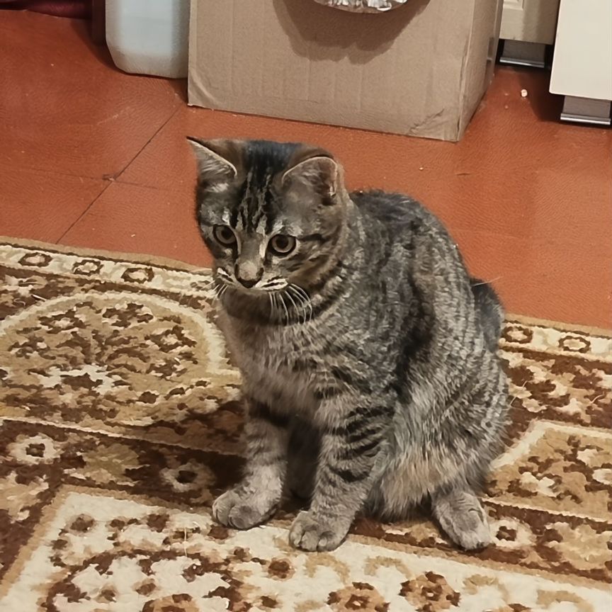 Котёнок в добрые руки