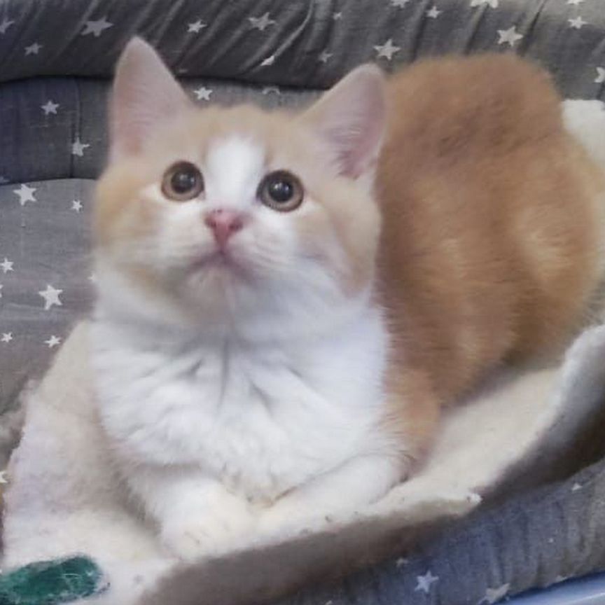 Котёнок в добрые руки