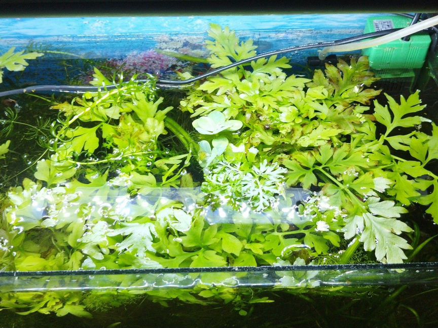 Растения для аквариума