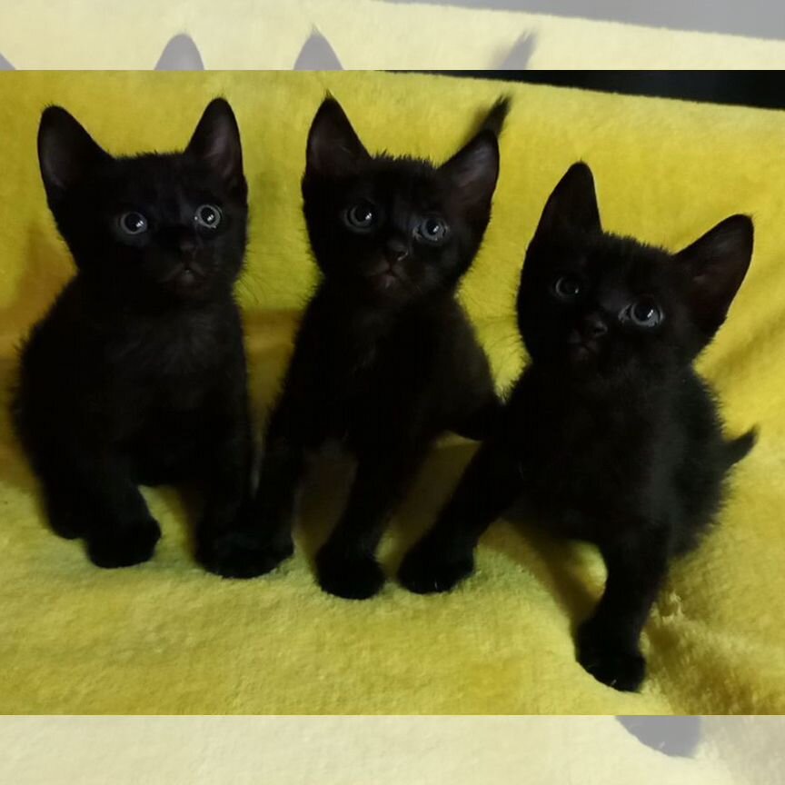 Котята