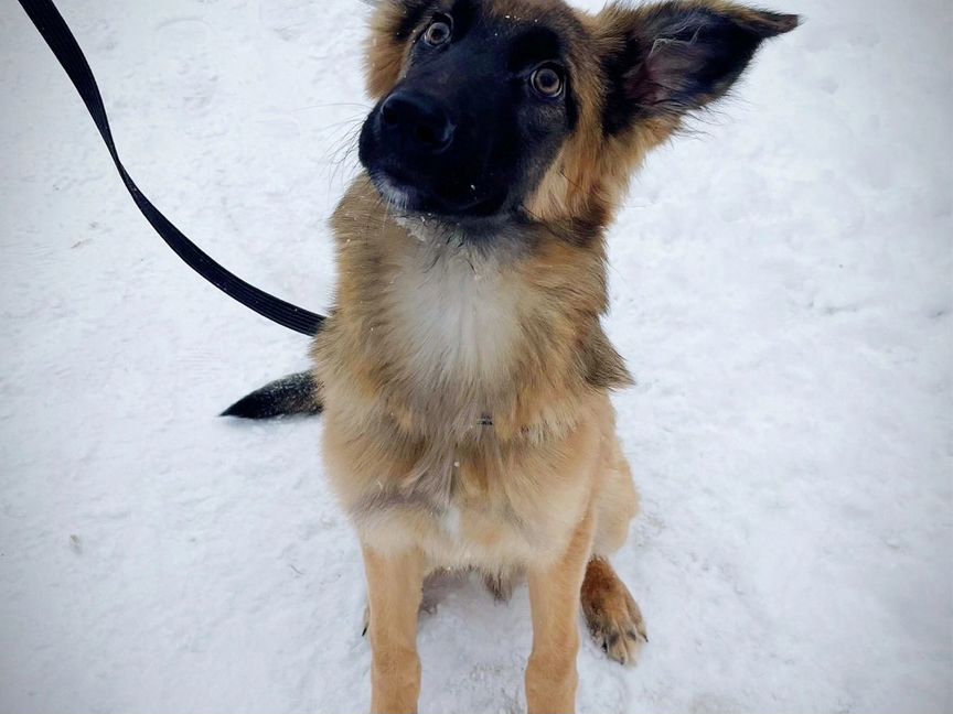 Щенка морили голодом,ищем дом