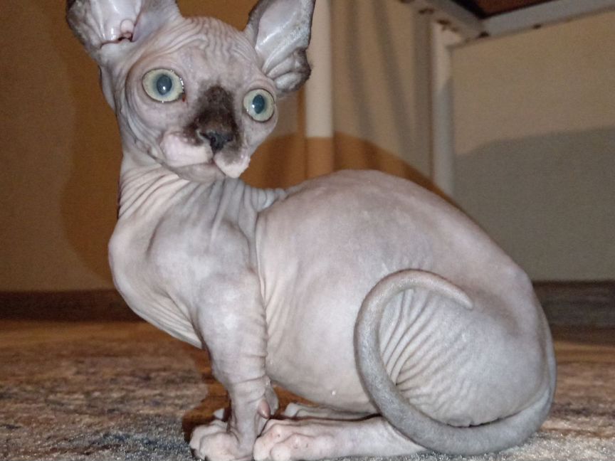 Эксклюзивный Бамбино