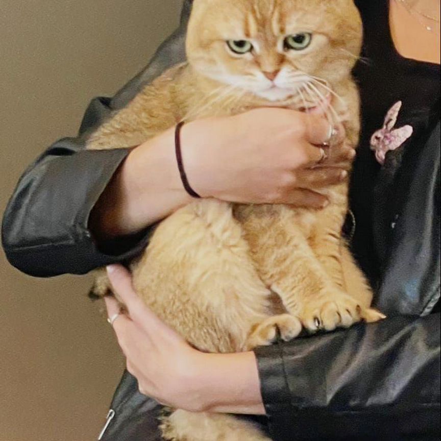 Продам котёнка золотая шиншилла