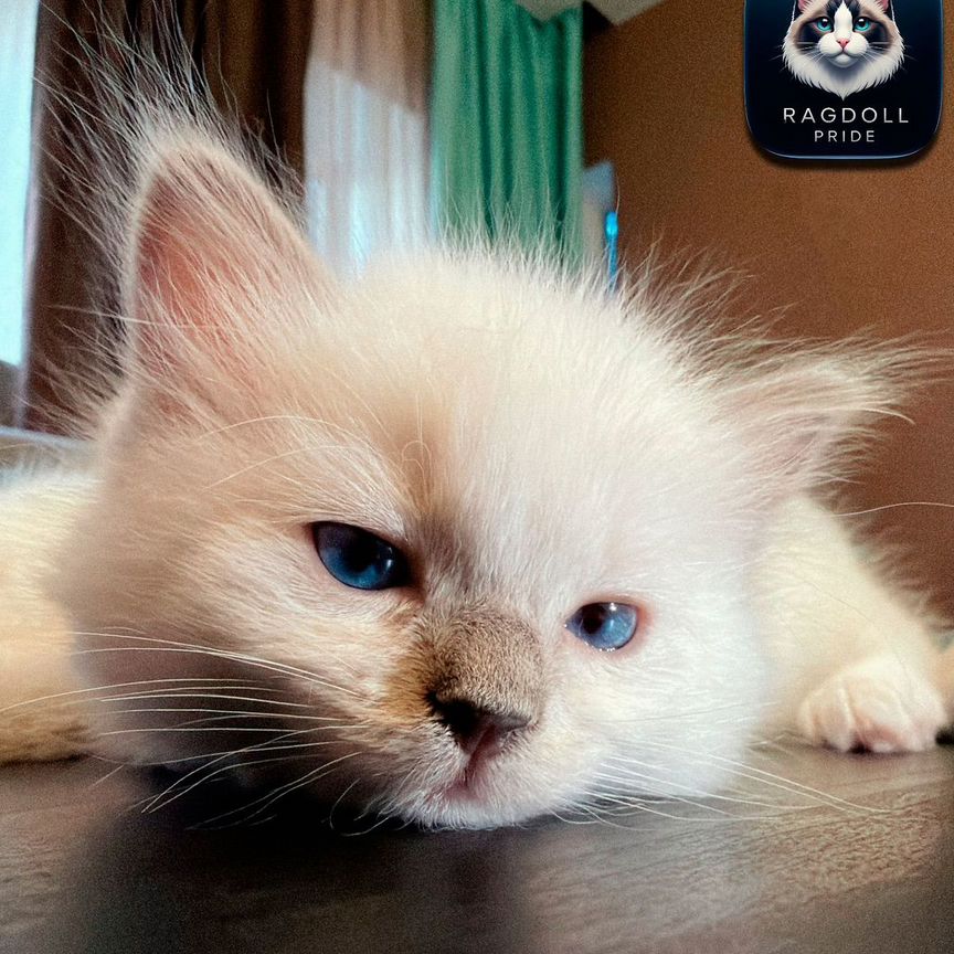 Рэгдолл котёнок