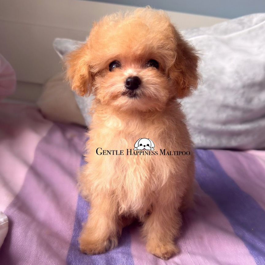 Мальтипу Китай девочка 4.5мес. Мини