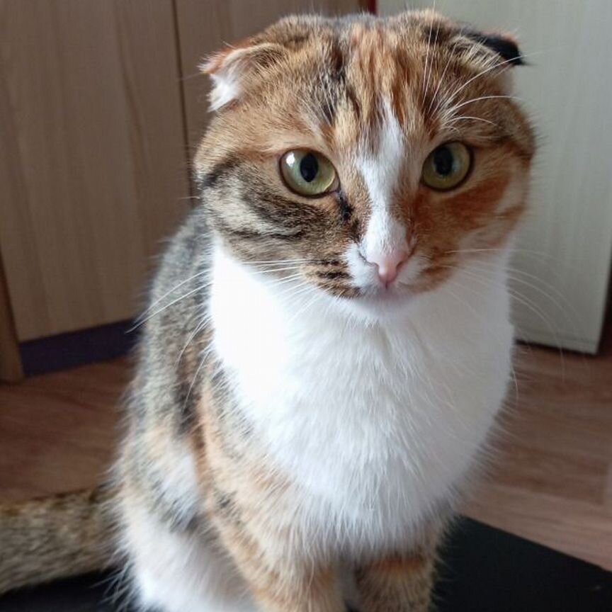 Отдам в добрые руки кошечку скоттиш Филд, 1год