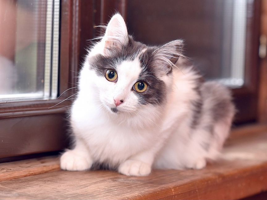 Котенок Ларри в поисках дома