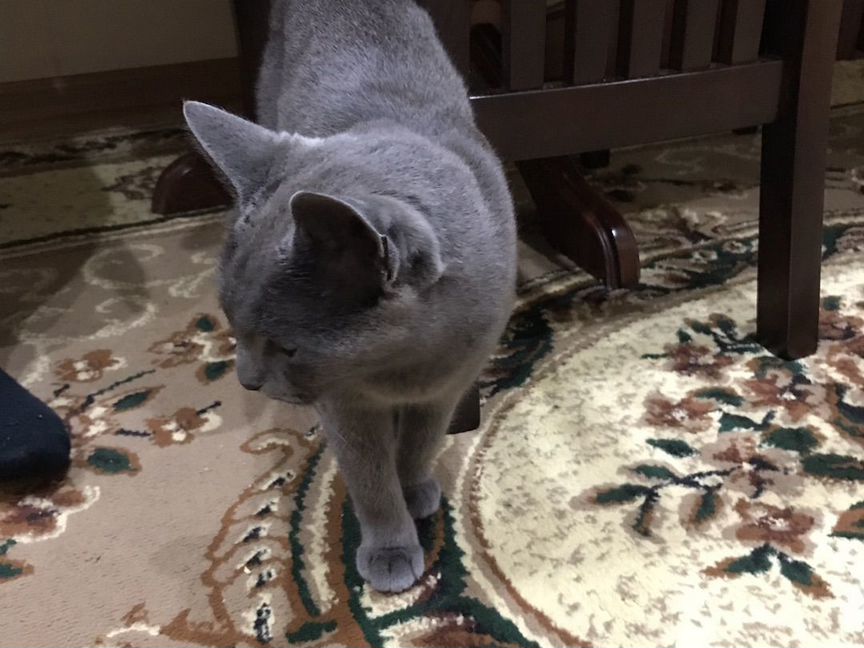 Русская голубая кошка