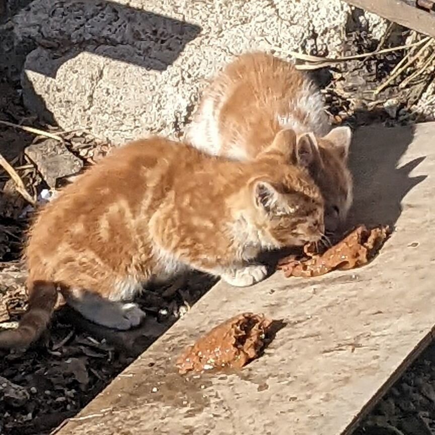 Котята с голубыми глазами в дар