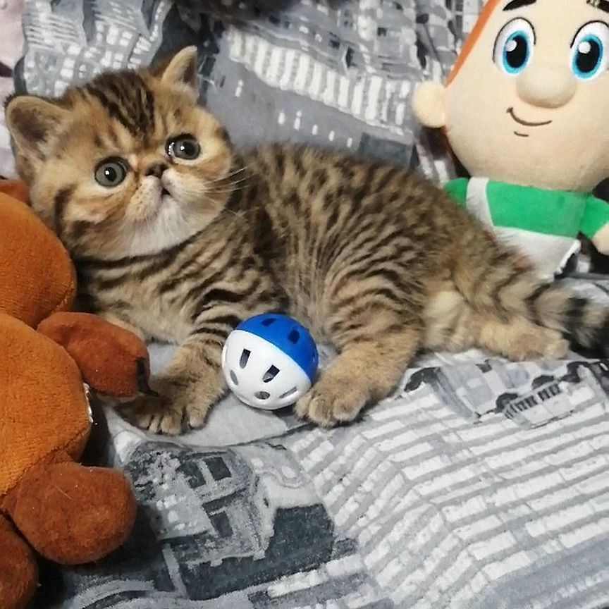 Котята