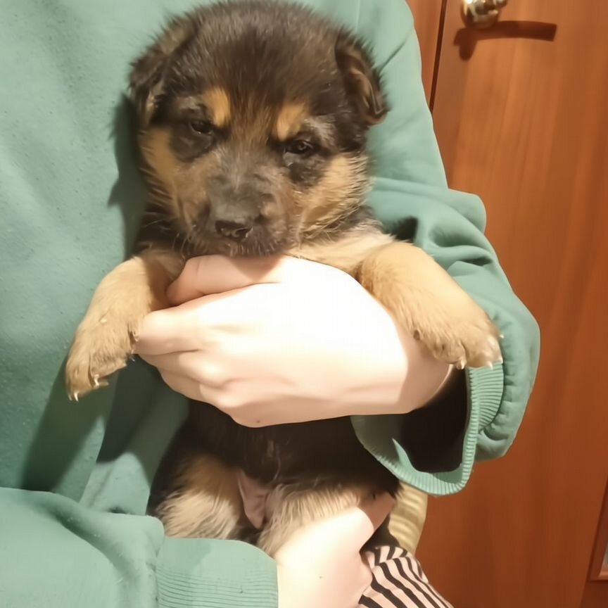 Щенок от частного владельца