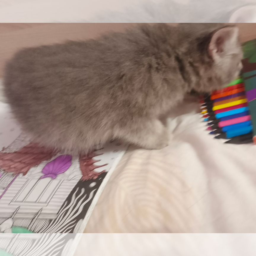 Британский короткошёрстный котёнок
