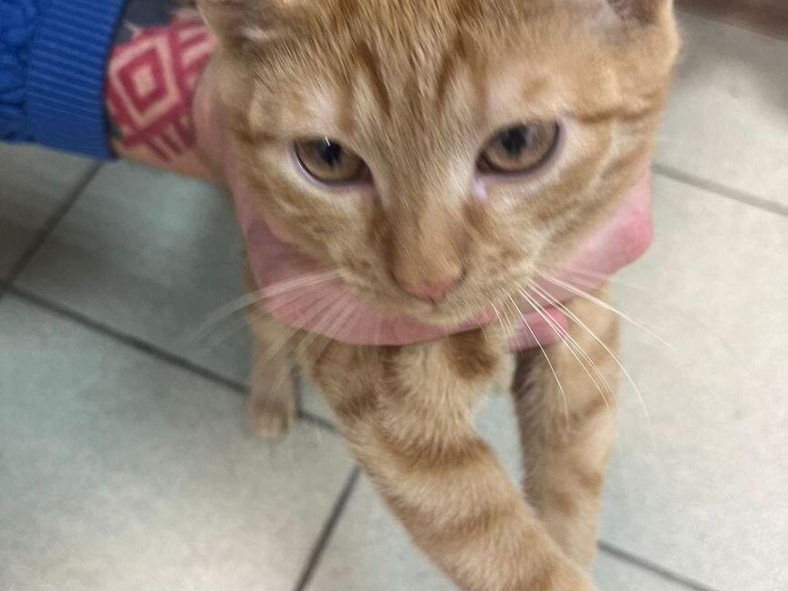 Домашнего ласкового котёнка выбросили на улицу