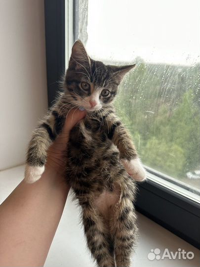 Котенок Дашуля ищет дом