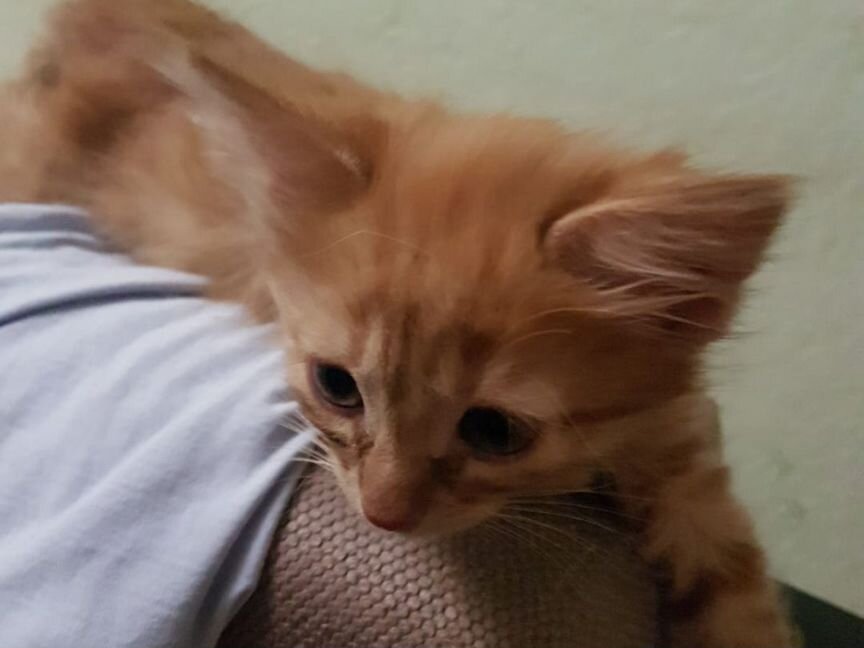 Рыжий котик 2 месяца в приюте