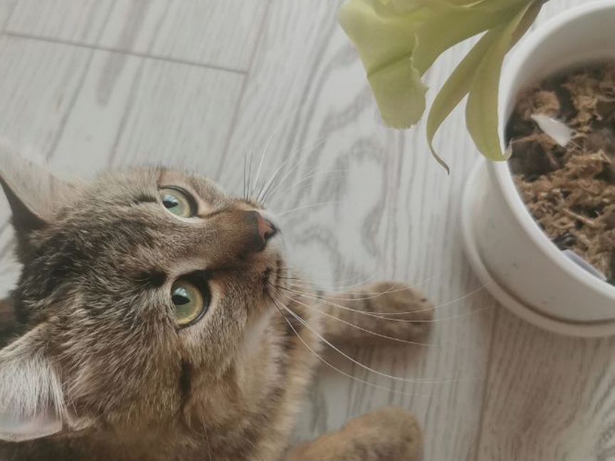 Потерялся кот