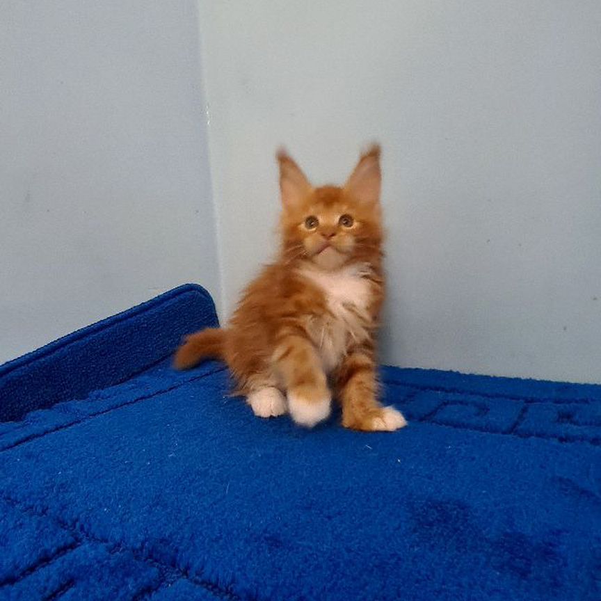 Красотулька