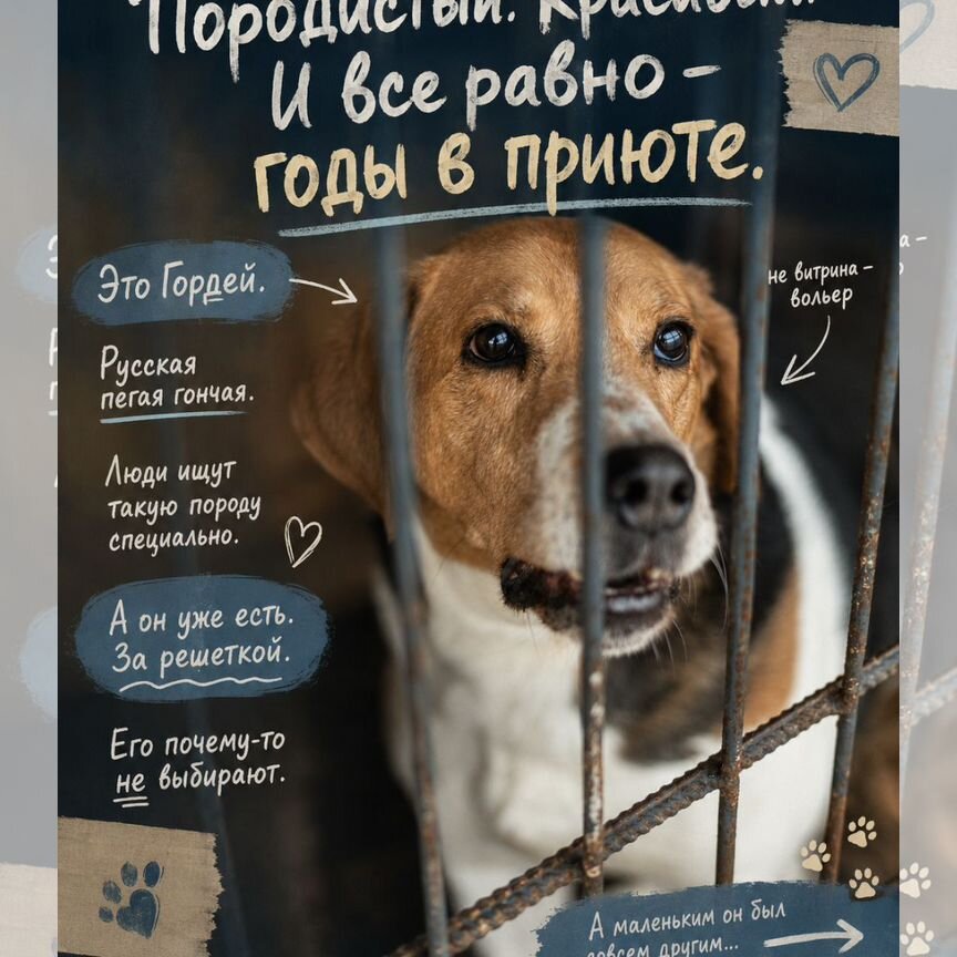 Русская пегая гончая, взрослый пёс