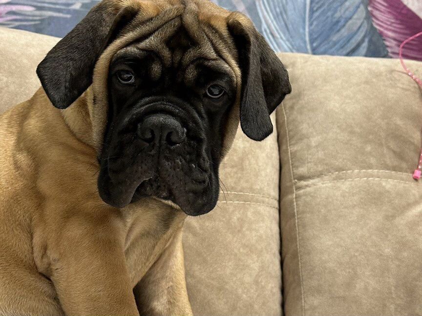 Щенки бульмастифа