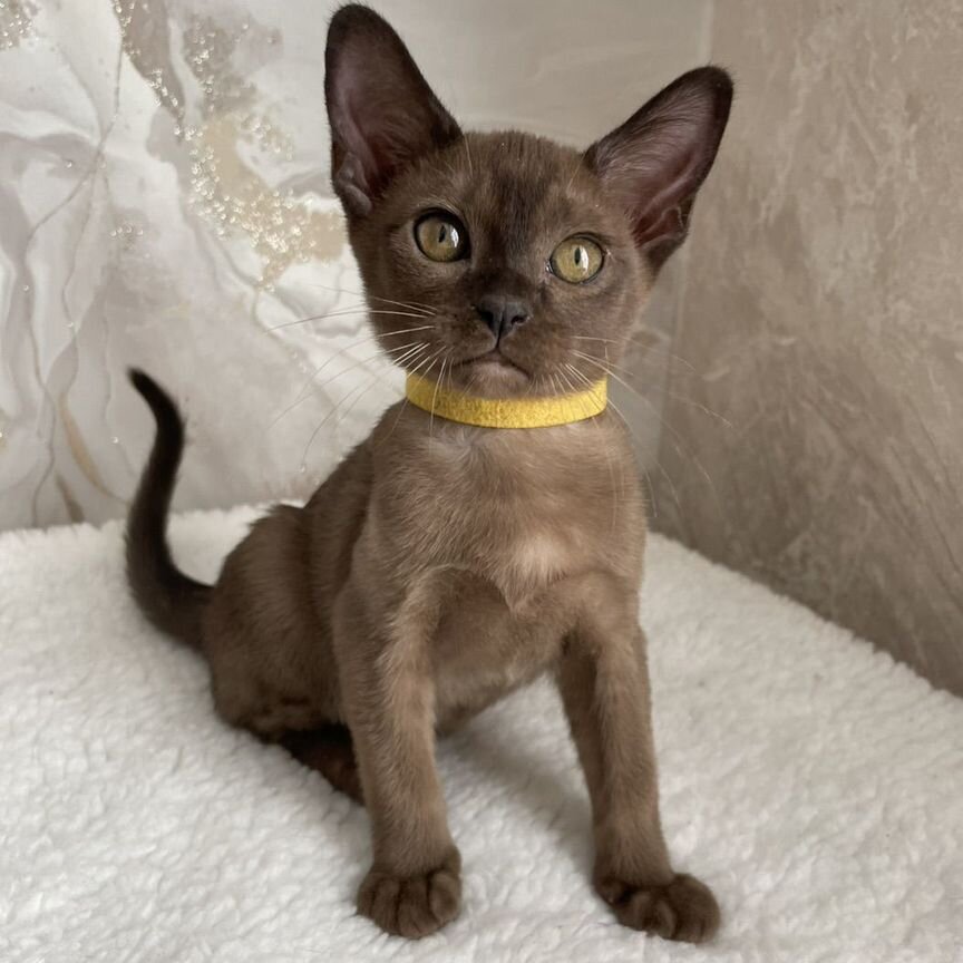 Европейский бурманский котёнок