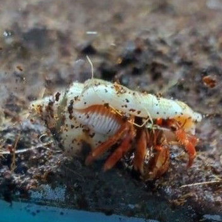 Рак отшельник 3-5см