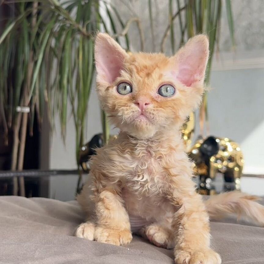 Кошка бульдожка, вернее кот