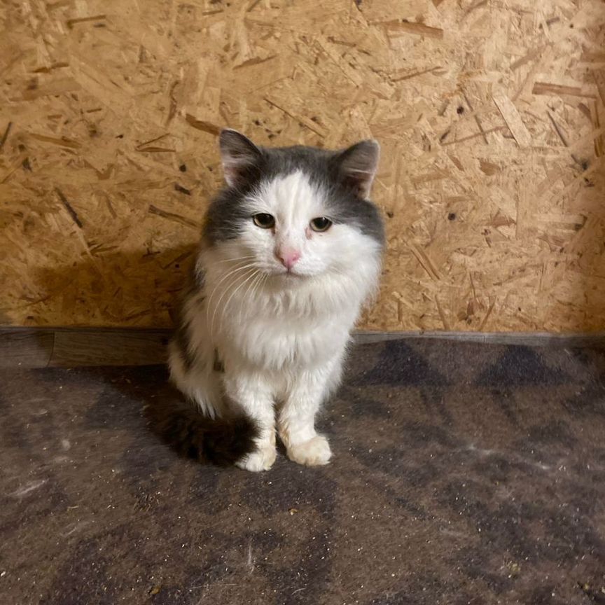 Взрослый кот в добрые руки