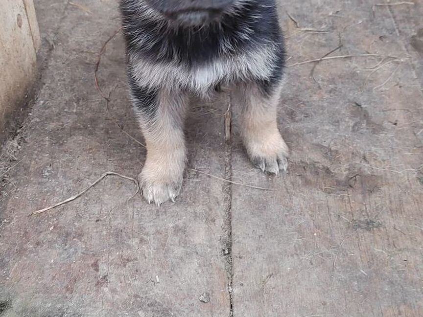 Восточноевропейская овчарка