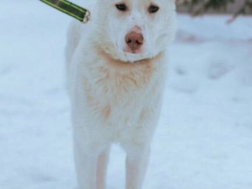 Необыкновенно красивый пёс ждёт свою семью