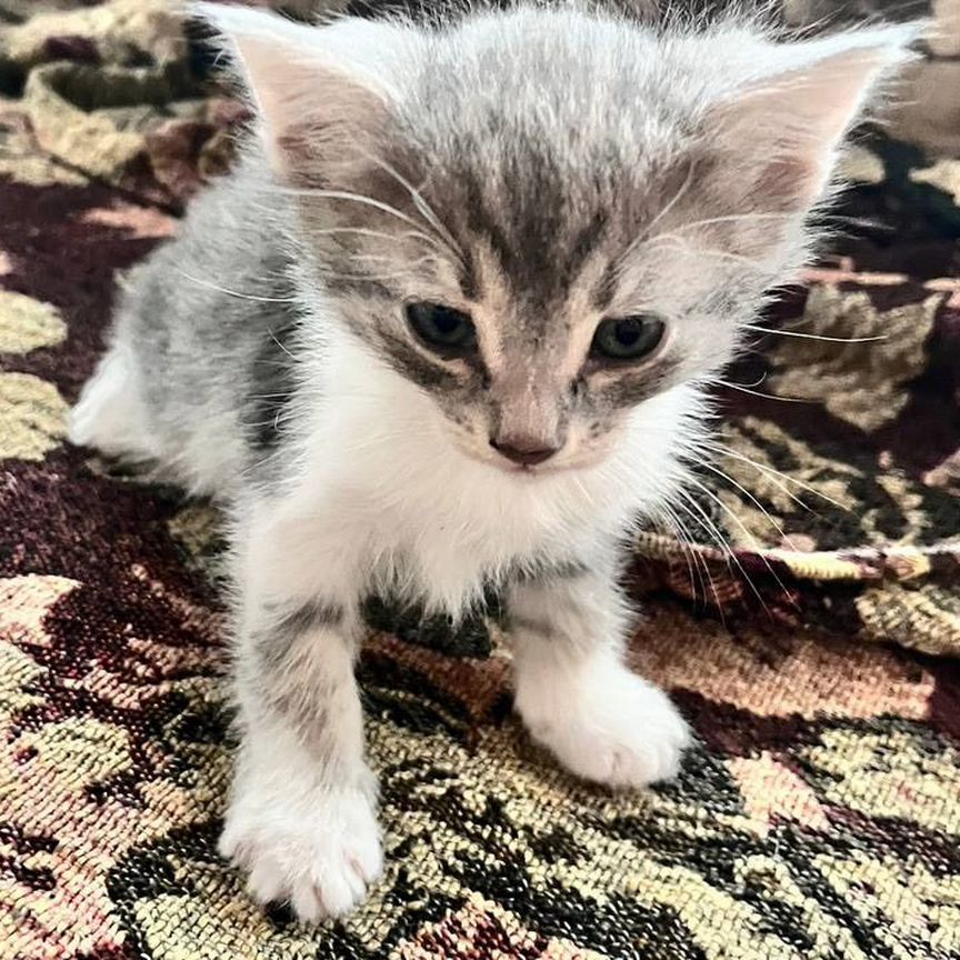 Отдам котенка в добрые руки